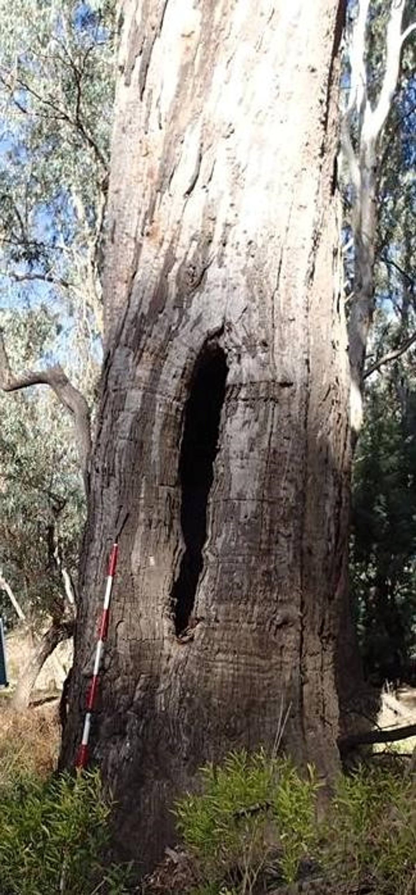 Fact sheet: Aboriginal scarred trees | firstpeoplesrelations.vic.gov.au