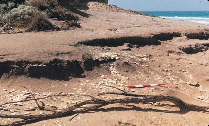 Fact sheet: Aboriginal coastal shell middens | firstpeoplesrelations ...